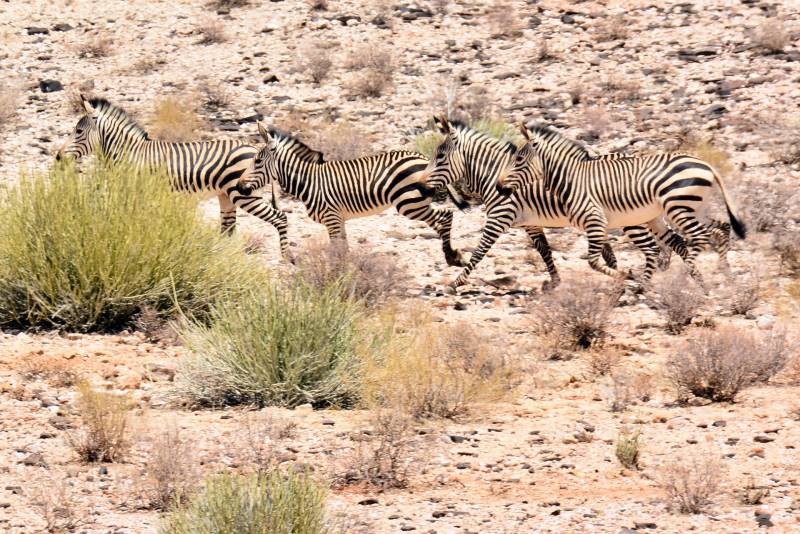 Desert Foot Race - Most ADVENTUROUS desert foot race in the Kalahari